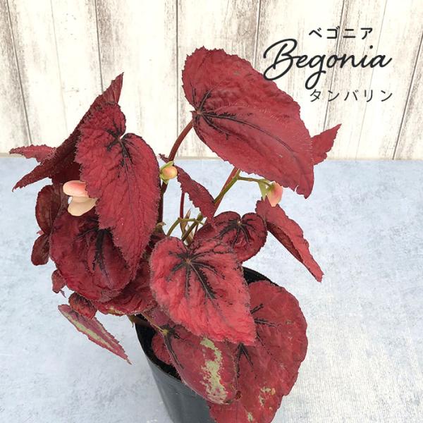〜ジラゴンノナーセリーさんの「葉を楽しむ」ベゴニア〜ベテラン育種家さんによって厳選された、丈夫で育てやすい苗をお届けします。葉姿が個性的なベゴニアを、インテリアのアクセントに選んでみてはいかがでしょうか？【置き場所】年間を通し、明るい半日蔭...