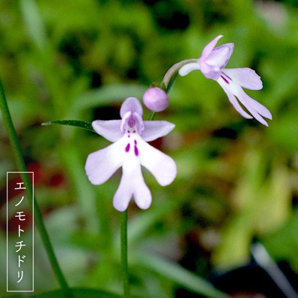 イワチドリとコアニチドリの交配品種！〜エノモトチドリ 球根 5球セット〜【エノモトチドリ（榎本千鳥）】科名：ラン科　属名： ヒナラン属原産地：日本開花期：4月下旬〜5月中旬【サイズ】Ｍ〜Ｌ球※写真はイメージの為、お届けする球根には個体差がご...