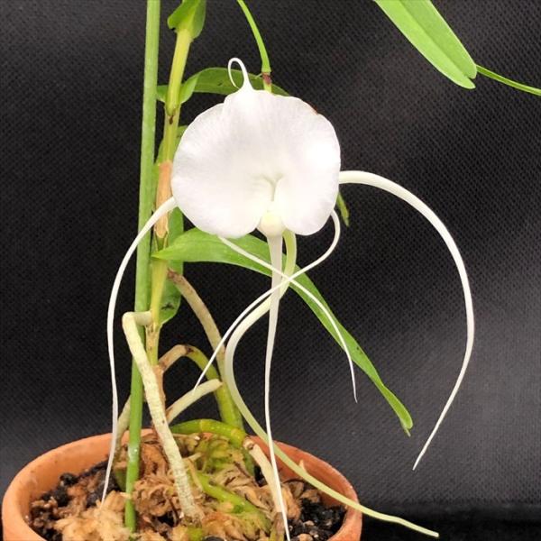 ■特徴Angcm. germinianum fam. albaラン科・アングレカム属の原種原産地：マダガスカル中部高原とコモロ諸島に自生する着生ラン。花付きが良く、花全体が純白になる品種です。初心者の方にもおすすめの強健種。開花期：不定期咲...