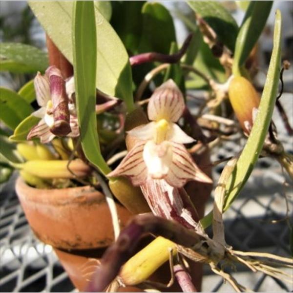 ■特徴Bulb.amblosia ’Yamaharu’ラン科・マメヅタラン属(和名）の多年草東南アジアを中心に、世界各地の熱帯・亜熱帯に広く分布するランの仲間。ハチミツの香りがする可憐な花を咲かせます。生育旺盛で初心者の方にもおすすめの品種...