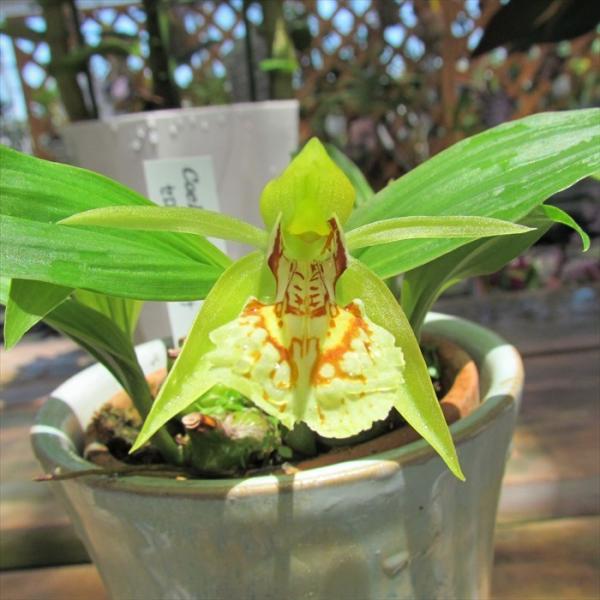 ■特徴Coel.Shillerianaラン科・セロジネ属の多年草。東南アジアに広く分布し、樹上や岩などに着生するランです。海岸線から標高の高い場所等、広い地域に分布します。冬に落葉する珍種。開花期：初夏咲き■置き場所1年を通して日当たりの良...