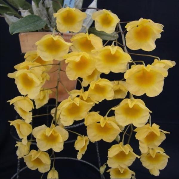 ■特徴Den.aggregatum v.majus ’Florida Sunshine’ラン科・デンドロビウム属東南アジア〜中国西南部に分布。花が大きく花茎が長く花数も多い選抜個体。開花期：春〜初夏咲き■置き場所強い日差しを好まないので年間...