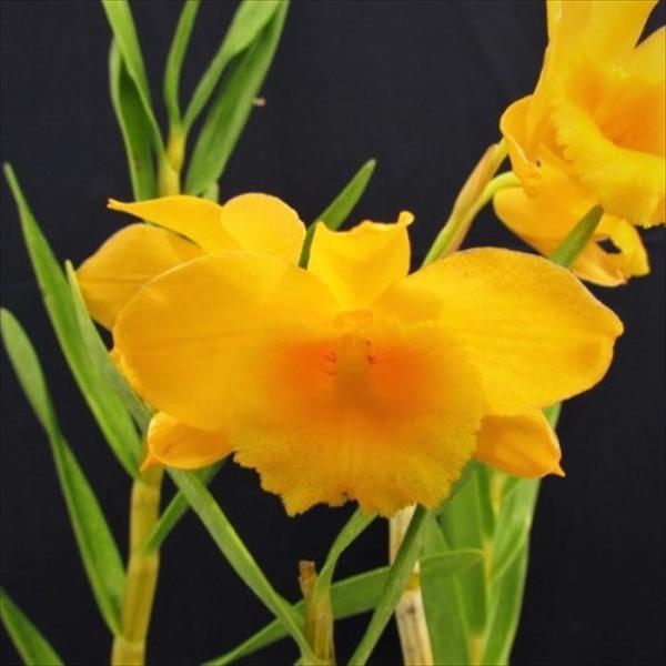 ■特徴Den.flaviflorumラン科・デンドロビウム属別名、台湾黄花セッコクとも呼ばれている。開花期：初夏咲き■置き場所強い日差しを好まないので年間を通して日よけをしながら風通しの良い場所で管理してください。最低温度10℃■水やり植え...