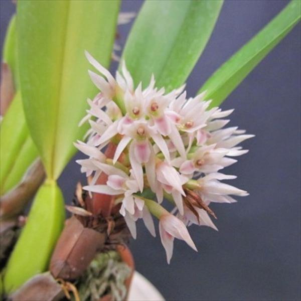 ■特徴Max.densa（旧名：デンサ）ラン科・マキシラリア属の多年草原産国：中米株元が膨らんでバルブを作り、頂点から細長い葉を1〜２枚出すのが特徴です。甘い香りの花。開花期：冬咲き■置き場所日当たりを好みます。4月頃から10月末までは戸外...