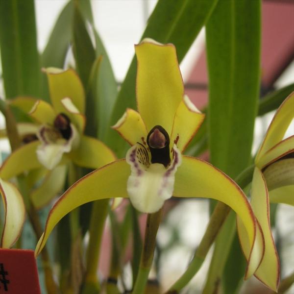 ■特徴Max.marginataラン科・マキシラリア属の多年草原産国：南米株元が膨らんでバルブを作り、頂点から細長い葉を1〜２枚出すのが特徴です。甘い香りの花。初心者の方にもおすすめの強健種。開花期：冬〜春咲き（2月〜4月咲き）■置き場所日...