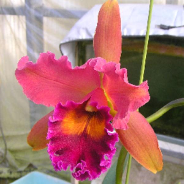 ■特徴Rlc.Eve Marie Barnett ’Mgnificent Watermelon Gold’ラン科カトレア属の多年草で、原産地は中南米の熱帯・亜熱帯地域です。肉厚の葉とバルブと呼ばれるやや太い茎をもつ洋ランです。■置き場所直射...