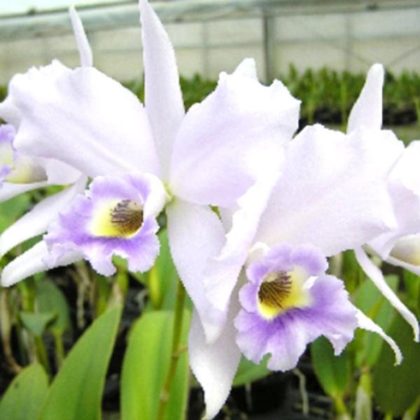 ■特徴Lc.Blue Kahili ’Dalft Beauty’ラン科カトレア属の多年草で、原産地は中南米の熱帯・亜熱帯地域です。肉厚の葉とバルブと呼ばれるやや太い茎をもつ洋ランです。■置き場所直射日光の当たらない明るい風通しの良い場所で管...
