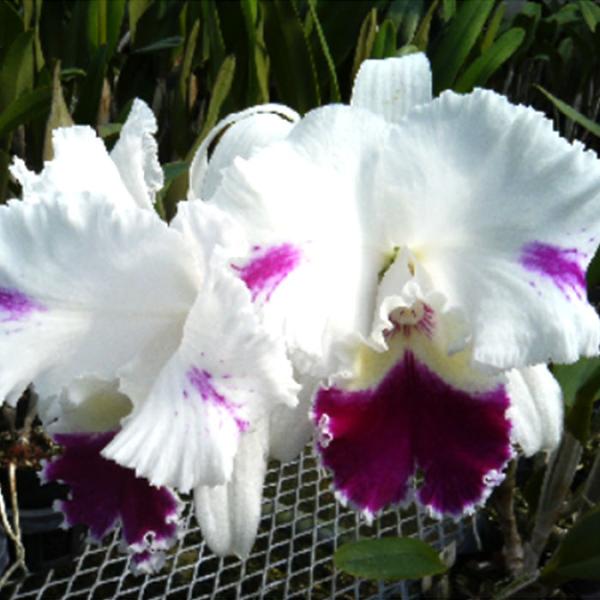 ■特徴C.Orglades' Discovery 'Shimizu'ラン科カトレア属の多年草で、原産地は中南米の熱帯・亜熱帯地域です。肉厚の葉とバルブと呼ばれるやや太い茎をもつ洋ランです。■置き場所直射日光の当たらない明るい風通しの良い場所...