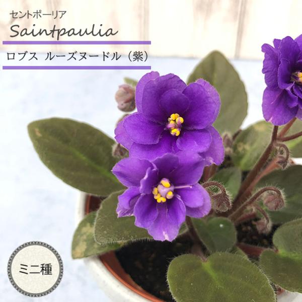 ■特徴お部屋で育てやすいお花「セントポーリア」カーテン越しの光で育てるのが一般的ですが、蛍光灯の光でも育てられるので室内のインテリアグリーンに最適です。セントポーリアのプロから直接仕入れをしてお届けいたします!!■管理方法◆直射日光の当たら...