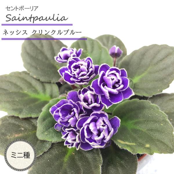 ■特徴お部屋で育てやすいお花「セントポーリア」カーテン越しの光で育てるのが一般的ですが、蛍光灯の光でも育てられるので室内のインテリアグリーンに最適です。セントポーリアのプロから直接仕入れをしてお届けいたします!!■管理方法◆直射日光の当たら...