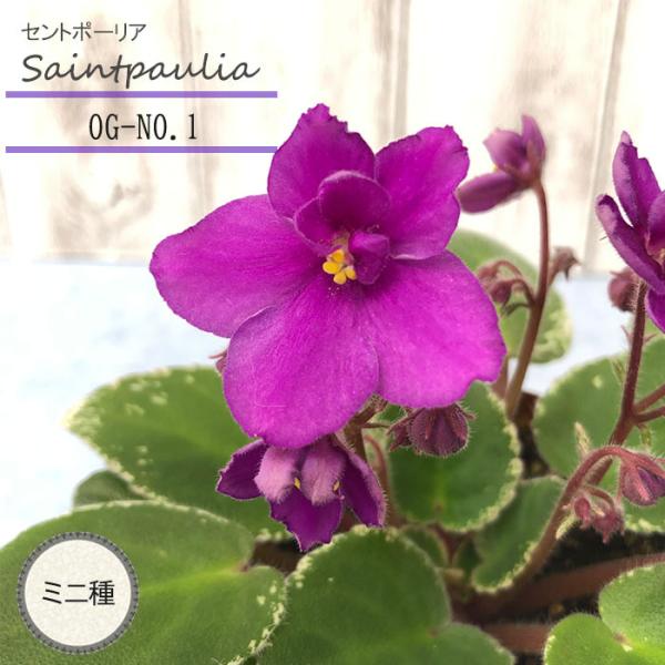 ■特徴お部屋で育てやすいお花「セントポーリア」カーテン越しの光で育てるのが一般的ですが、蛍光灯の光でも育てられるので室内のインテリアグリーンに最適です。セントポーリアのプロから直接仕入れをしてお届けいたします!!■管理方法◆直射日光の当たら...