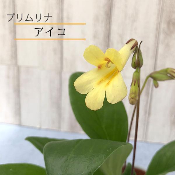 ■特徴花首をスーっと伸ばし上の方で淡いイエローの可愛らしい花を付けます。成長してきたらランナーを伸ばし子株がどんどんできます。管理の仕方がセントポーリアに似ているのでインテリアグリーンに向いています。■置き場所直射日光の当たらない明るい場所...