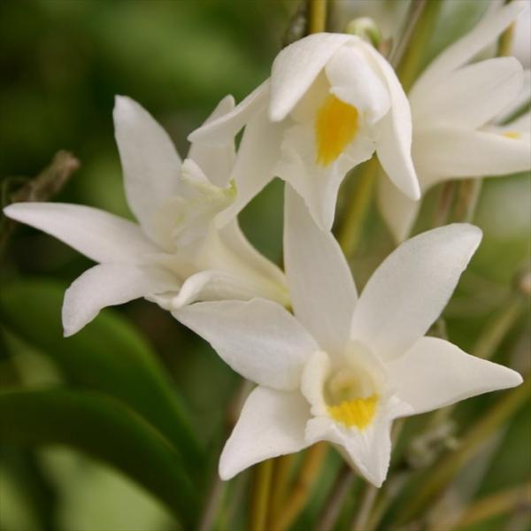 ■特徴Den.crumenatumラン科・デンドロビウム属原産地：東南アジア開花期：春〜夏芳香あり■置き場所強い日差しを好まないので年間を通して日よけをしながら風通しの良い場所で管理してください。最低温度10℃■水やり植え込み材料が乾いてき...