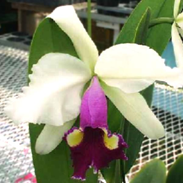 ■特徴C.Blanchette 'Reginae'ラン科カトレア属の多年草で、原産地は中南米の熱帯・亜熱帯地域です。肉厚の葉とバルブと呼ばれるやや太い茎をもつ洋ランです。■置き場所直射日光の当たらない明るい風通しの良い場所で管理してください...