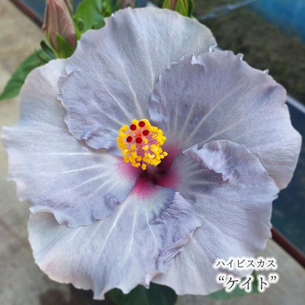 ■特徴品種名：ロングライフシリーズ ケイト大きさ：中輪・約15cm前後ハイビスカスは、赤・黄・白・ピンク・オレンジ色など原色の鮮やかな花色が魅力の熱帯花木です。花の寿命はほとんど1日限りですが、大輪の品種や涼しい季節は2日もつことがあります...