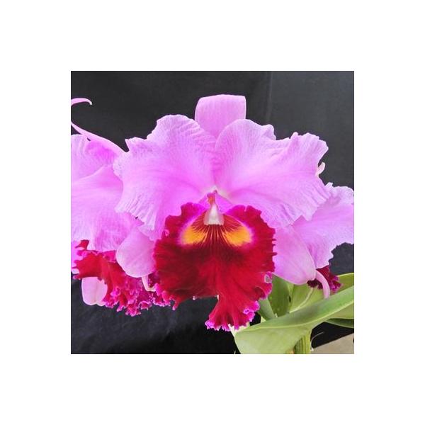 ■置き場所真夏の暑さは苦手なため風通しの良い涼しい場所で管理し、冬はあたたかいところで。■水やり生育期には十分に与え、冬はやや控えめにする。■肥料成長期に薄い液肥を施してください。■サイズ・その他5〜6号鉢※個体差がございますのでご了承くだ...