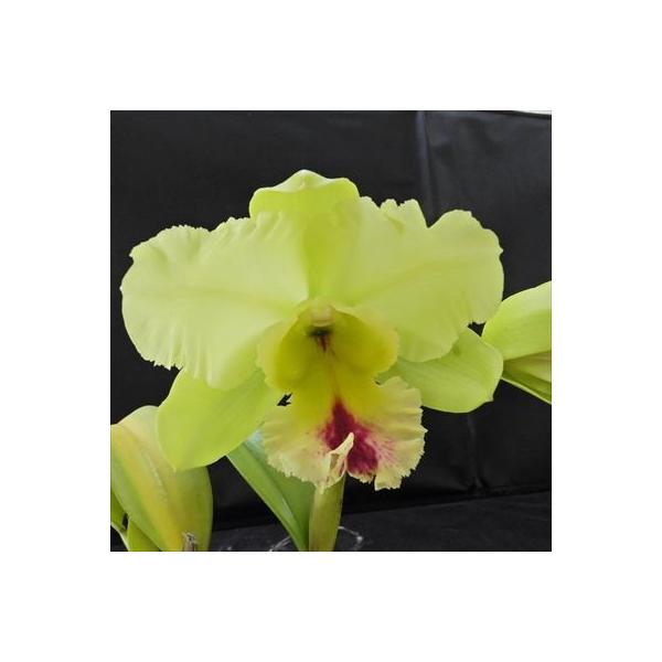 ■置き場所真夏の暑さは苦手なため風通しの良い涼しい場所で管理し、冬はあたたかいところで。■水やり生育期には十分に与え、冬はやや控えめにする。■肥料成長期に薄い液肥を施してください。■サイズ・その他5〜6号鉢※個体差がございますのでご了承くだ...