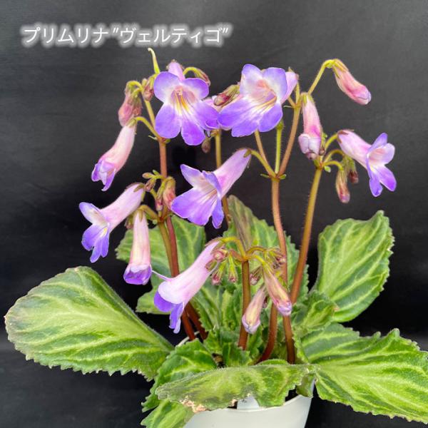 ■特徴プリムリナ属のハイブリッド種（Primulina subrhomboidea×Primulina sclerophlla） 【学名】Primulina ’Vertigo’ 【別名】キリタ ヴェルティゴ 【科名・属名】イワタバコ科・プリ...