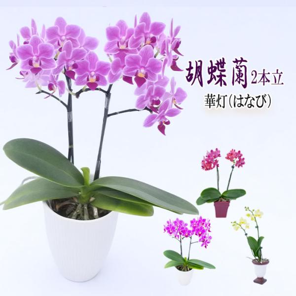 《華灯（はなび）》 2019年からの品種。多輪咲きの胡蝶蘭。開花すると”花火”のような姿から、この名前が付けられました。【サイズ】3号鉢※画像の鉢はイメージです。※鉢のデザインは定期的に変わります。※鉢はお選びできません。◆メーカー直送の為...