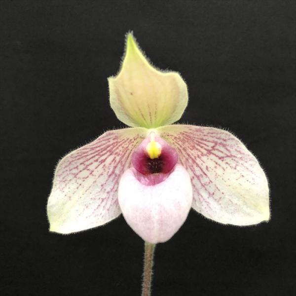 ■特徴Paph.Lynleigh Koopowitz（マリポエンセ×デレナティー）属名：パフィオペディラム属■置き場所強い日差しを好まないので年間を通して日よけをしながら風通しを良くして管理してください。最低温度5℃■水やり植え込み材料が乾...