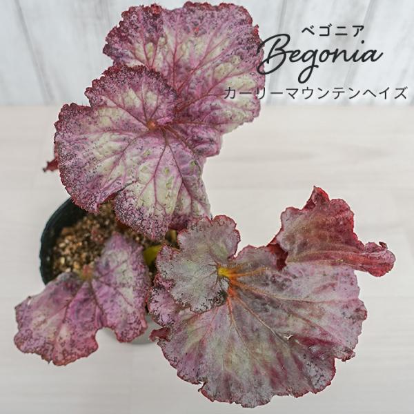 〜ジラゴンノナーセリーさんの「葉を楽しむ」ベゴニア〜ベテラン育種家さんによって厳選された、丈夫で育てやすい苗をお届けします。葉姿が個性的なベゴニアを、インテリアのアクセントに選んでみてはいかがでしょうか？【置き場所】年間を通し、明るい半日蔭...