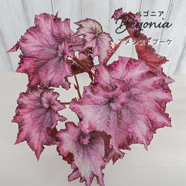 〜ジラゴンノナーセリーさんの「葉を楽しむ」ベゴニア〜ベテラン育種家さんによって厳選された、丈夫で育てやすい苗をお届けします。葉姿が個性的なベゴニアを、インテリアのアクセントに選んでみてはいかがでしょうか？【置き場所】年間を通し、明るい半日蔭...