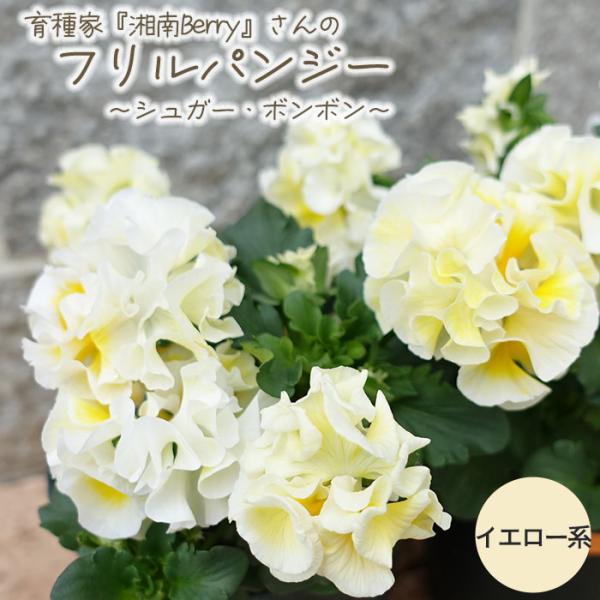 ■商品説明育種家『湘南Berry』さんのフリルパンジー 〜シュガー・ボンボン〜  育種家さんが約6年の年月をかけて育種を重ねたフリルパンジー。 花びらのフリルがとても可愛らしく華やかな印象のシュガー・ボンボン。 一つの品種で色幅がとてもある...