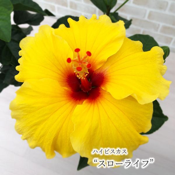 ■特徴ハイビスカスは、赤・黄・白・ピンク・オレンジ色など原色の鮮やかな花色が魅力の熱帯花木です。 花の寿命はほとんど1日限りですが、大輪の品種や涼しい季節は2日もつことがあります。 ■置き場所日光がよく当たる場所を好みます。ただし夏に株が弱...