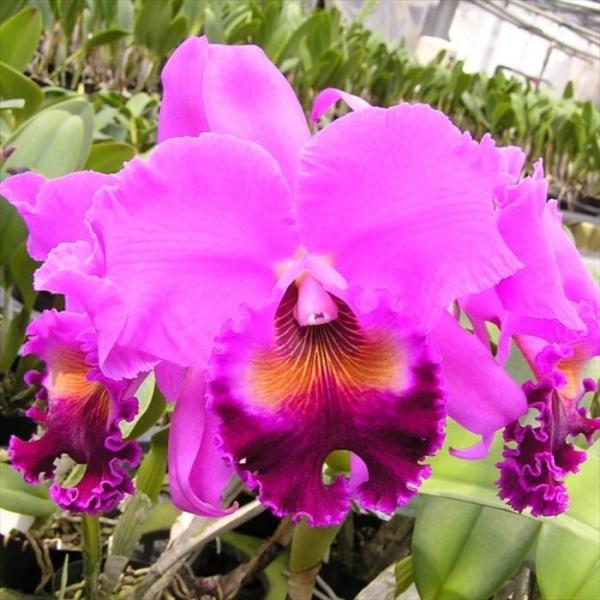 ■特徴Rlc(Blc).Boso Melodyラン科カトレア属の多年草で、原産地は中南米の熱帯・亜熱帯地域です。肉厚の葉とバルブと呼ばれるやや太い茎をもつ洋ランです。■置き場所直射日光の当たらない明るい風通しの良い場所で管理してください。真...