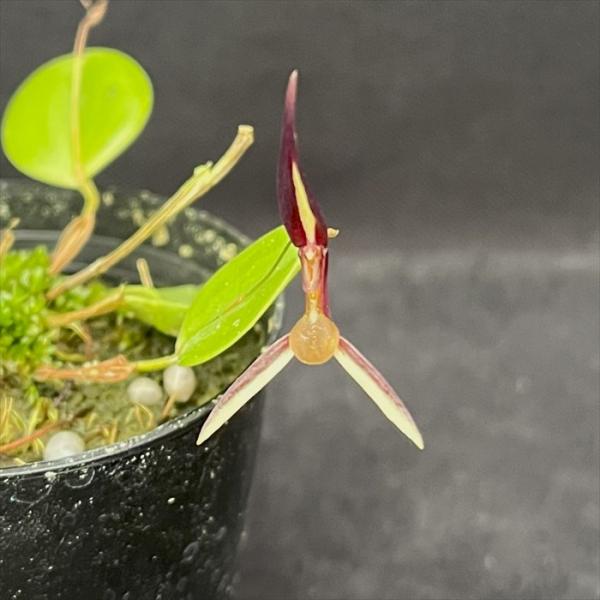 ■特徴Ste.  （Pths.）mystax ステリス ミスタクス 属名：ステリス属 原産地：エクアドル 『国内増殖株』で原種の希少珍品種。 ■置き場所夏場は、直射日光を避けて涼しい場所で管理をしてください。 冬場は15℃くらいに保ちます。...