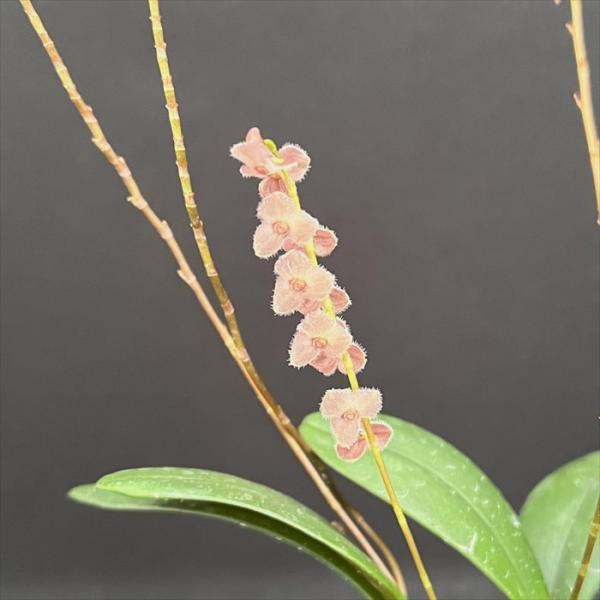 ■特徴Ste.  （Pths.）SP（J＆L） ステリス ミスタクス 属名：ステリス属 原産地：エクアドル 『国内増殖株』で原種の希少珍品種。 ■置き場所夏場は、直射日光を避けて涼しい場所で管理をしてください。 冬場は15℃くらいに保ちます...