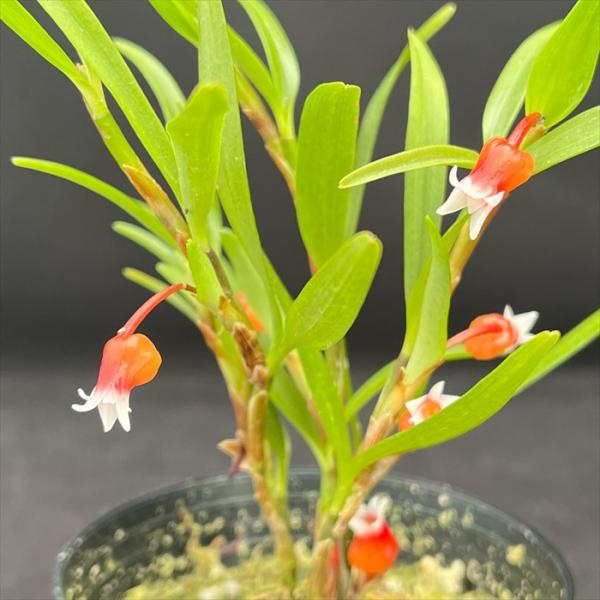 ■特徴Med.bifolium メディオカルカ ビフォリウム 属名：メディオカルカ属 原産地：ニューギニア島とその周辺 『国内増殖株』で原種の希少珍品種。 ■置き場所春から秋は戸外の涼しい場所で育てます。 直射日光が当たらない、明るい日陰で...