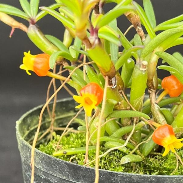 ■特徴Med.decoratum J＆L メディオカルカ デコラタム J＆L 属名：メディオカルカ属 原産地：ニューギニア島とその周辺 『国内増殖株』で原種の希少珍品種。 ■置き場所春から秋は戸外の涼しい場所で育てます。 直射日光が当たらな...