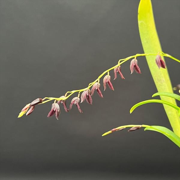 ■特徴Ste.（Pths.）segowensis ステリス セゴビエンシス 属名：ステリス属 原産地：中南米 『国内増殖株』で原種の希少珍品種。 ■置き場所夏場は、直射日光を避けて涼しい場所で管理をしてください。 冬場は15℃くらいに保ちま...