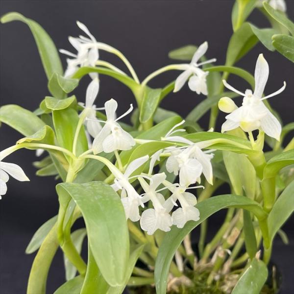 ■特徴Epi.difforme white エピデンドラム ディフォルメホワイト 属名：エピデンドラム属 原産地：南米 『国内増殖株』で原種の希少珍品種。 ■置き場所鉢植えで栽培し、出来るだけ日当たりのよい場所で管理してください。 日ざしの...