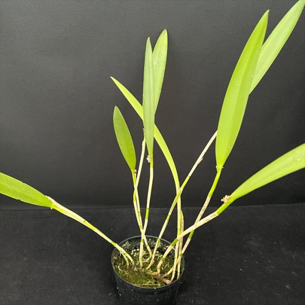 ■特徴Oma.robusta オクトメリア ロブスタ 属名：オクトメリア属 原産地：南米等 『国内増殖株』で原種の希少珍品種。 ■置き場所夏場は、直射日光を避けて涼しい場所で管理をしてください。 冬場は15℃くらいに保ちます。 ※最低気温が...