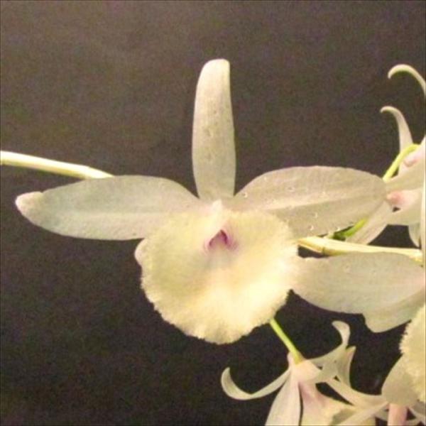 ■特徴Denpierardii fma albescens■置き場所強い日差しを好まないので年間を通して日よけをしながら風通しの良い場所で管理してください。最低温度10℃■水やり植え込み材料が乾いてきたらたっぷり与えてください。■肥料薄めの...