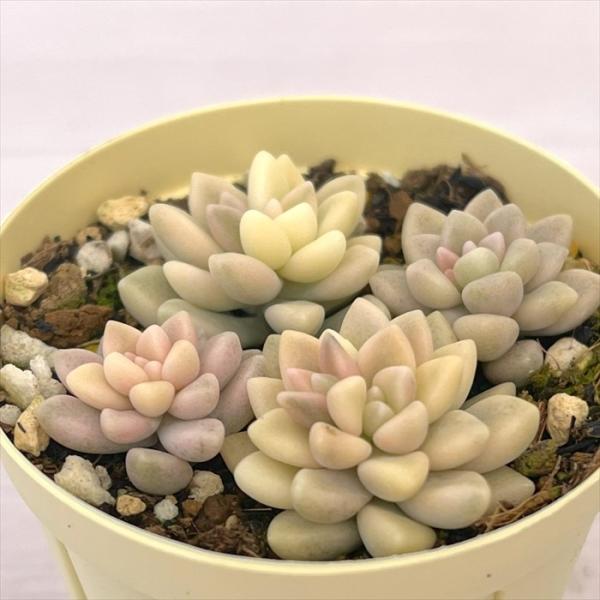 ■置き場所日当たり、風通しが良いところで管理してください。比較的寒さには強いですが、真冬は日当たりのよい室内や温室で管理してください。夏の直射日光は避けてください。■水やり生育期の春と秋はたっぷりと与えて、休眠期の夏と冬は控えてください。■...