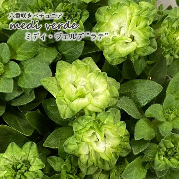 【商品説明】チュールドレスのような幾重にも重なる華やかさで可愛らしいフリルの八重咲きペチュニア。中輪系シリーズの”Medi・verde（ミディ・ヴェルデ）”。可愛さのもありながら、爽やかな緑の縁取りが特長的。原産地：南アメリカ中東部亜熱帯〜...