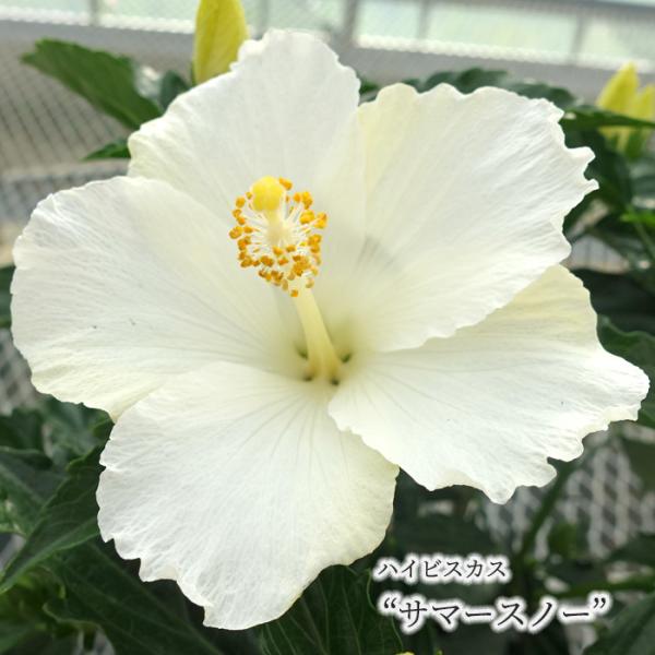 ■特徴品種名：ホワイトサマー  旧名：サマースノー大きさ：中輪・約15cm前後ハイビスカスは、赤・黄・白・ピンク・オレンジ色など原色の鮮やかな花色が魅力の熱帯花木です。■置き場所日光がよく当たる場所を好みます。ただし夏に株が弱っているときは...