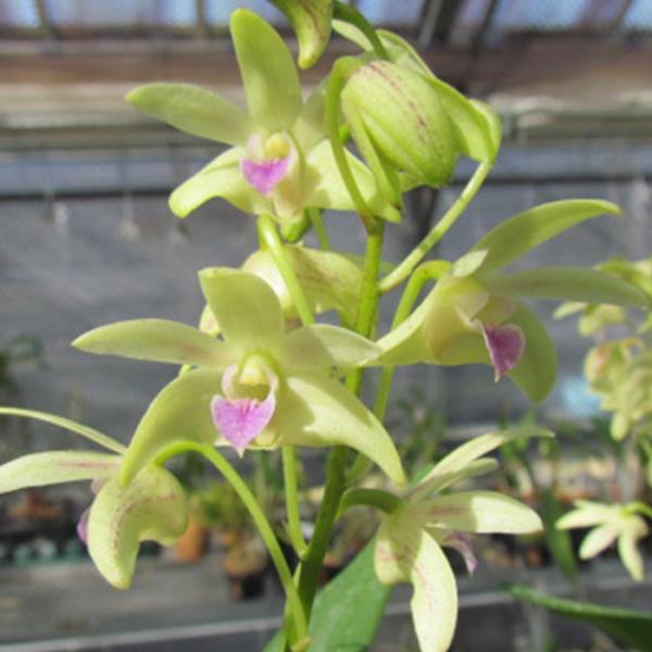 ■特徴東南アジアに自生する蘭です。耐寒が5℃まであるので、初心者の方にもおすすめの品種です。開花期：冬〜春咲き■置き場所強い日差しを好まないので年間を通して日よけをしながら風通しの良い場所で管理してください。最低温度10℃■水やり植え込み材...