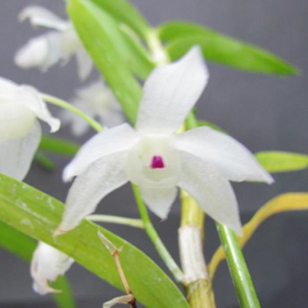 ■特徴Den.hercoglossum semi-albumラン科・デンドロビウム属。ベトナム、タイ、雲南、マレー半島に自生する着生種です。普通種の薄いピンクの可愛い花とは異なり、こちらは白い花が咲きます。開花期：冬〜春咲き■置き場所強い日...