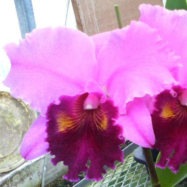 ■特徴Rlc(Blc).Bold Ruler `Summer Magic'ラベンダー大輪ラン科カトレア属の多年草で、原産地は中南米の熱帯・亜熱帯地域です。肉厚の葉とバルブと呼ばれるやや太い茎をもつ洋ランです。開花期：不定期咲き■置き場所直射...