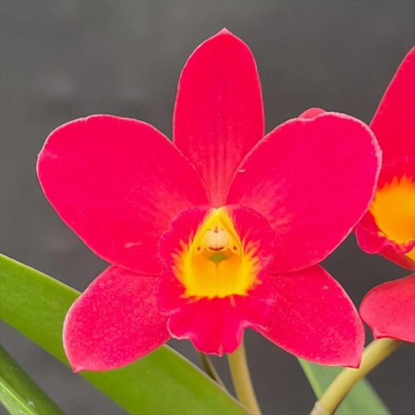 ■特徴Slc.Dogashima Sanset ’Max’ラン科カトレア属の多年草で、原産地は中南米の熱帯・亜熱帯地域です。肉厚の葉とバルブと呼ばれるやや太い茎をもつ洋ランです。上手に育てられれば、春と秋の年2回咲くこともある品種です。■置...