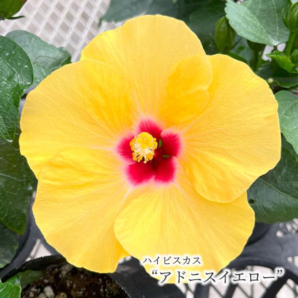 ■特徴品種名：ニューロングライフシリーズ アドニスイエロー大きさ：スモール・約10cm前後開花期：早生〜ニューロングライフシリーズ〜従来のハイビスカスに比べ、非常に花もちの良いコンパクトタイプのハイビスカスです。通常のハイビスカスは「1日花...