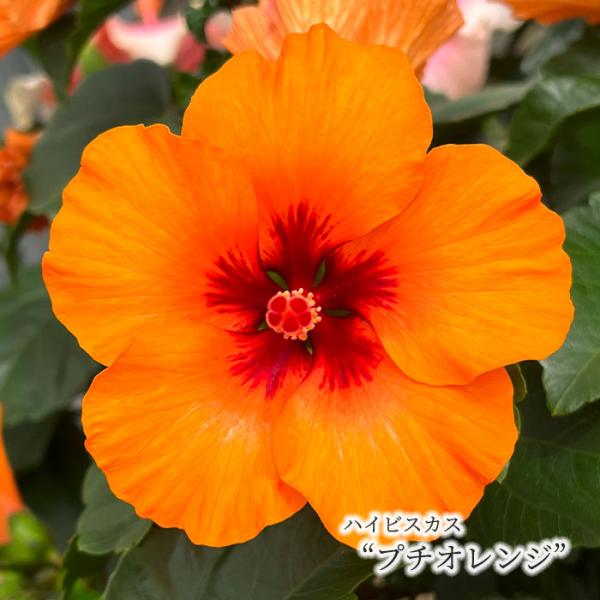 ■特徴品種名：ニューロングライフシリーズ プチオレンジ大きさ：スモール・約10cm前後開花期：中生従来のハイビスカスに比べ、非常に花もちの良い小輪咲きが可愛いコンパクトタイプのハイビスカスです。※やや夏の暑さに弱い品種の為、蕾が落下すること...