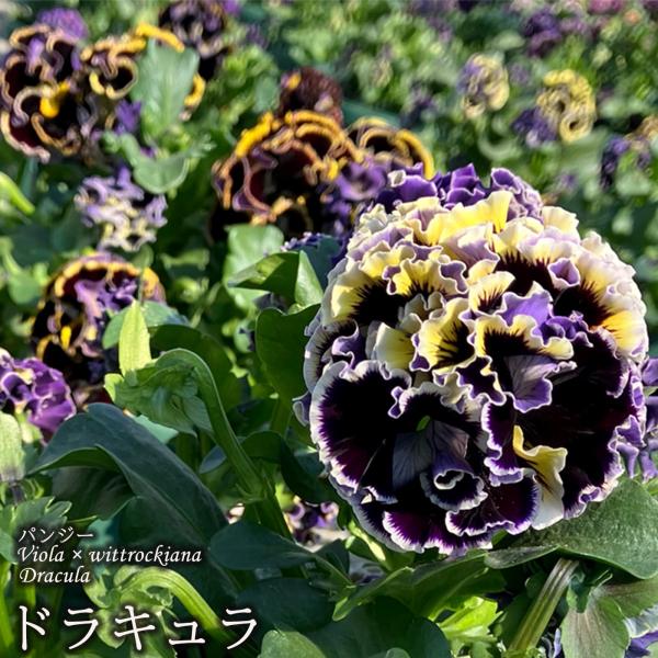 【特徴】サトウ園芸さんオリジナル パンジー〜ドラキュラ〜神秘的で抜群のインパクト♪珍しいフリル咲きのパンジー。覆輪と呼ばれる縁取りが見事です。球状に咲く花が咲くこともあるのが特徴です。寒くなるほど発色がよく、フリルが強くなります。フリルの巻...