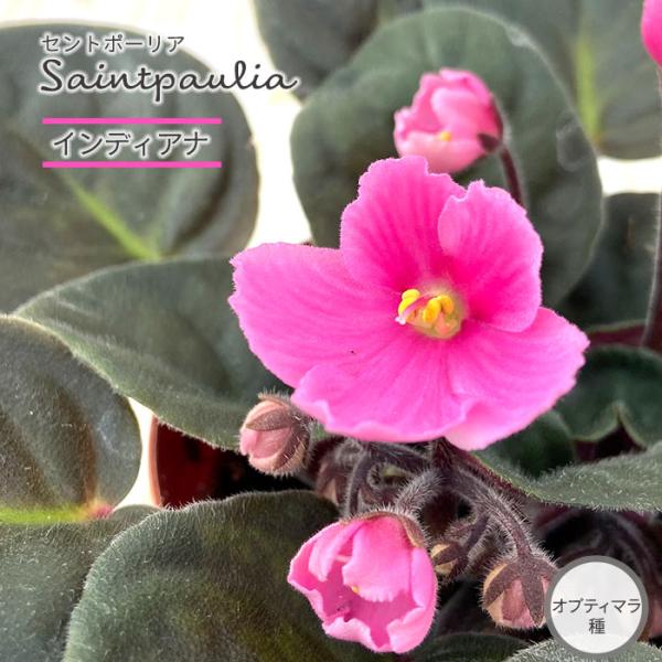 ■特徴お部屋で育てやすいお花「セントポーリア」カーテン越しの光で育てるのが一般的ですが、蛍光灯の光でも育てられるので室内のインテリアグリーンに最適です。セントポーリアのプロから直接仕入れをしてお届けいたします!!■管理方法◆直射日光の当たら...