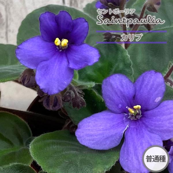 ■特徴お部屋で育てやすいお花「セントポーリア」カーテン越しの光で育てるのが一般的ですが、蛍光灯の光でも育てられるので室内のインテリアグリーンに最適です。セントポーリアのプロから直接仕入れをしてお届けいたします!!■管理方法◆直射日光の当たら...