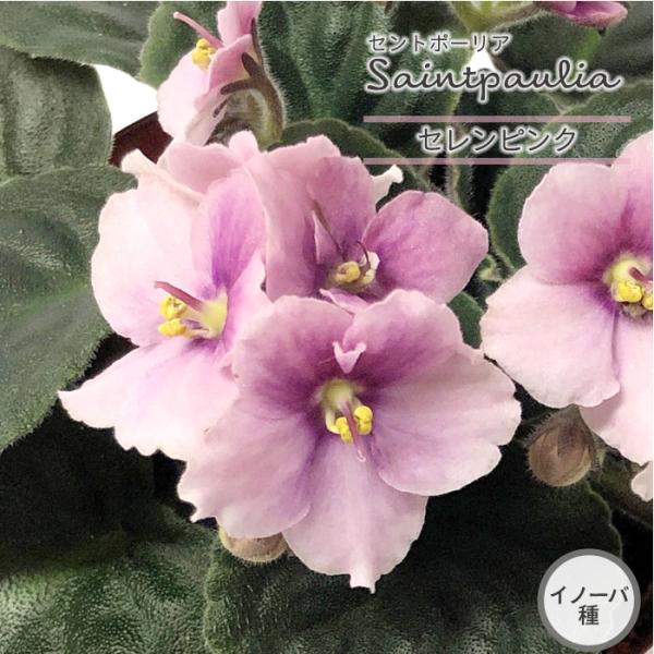 ■特徴お部屋で育てやすいお花「セントポーリア」カーテン越しの光で育てるのが一般的ですが、蛍光灯の光でも育てられるので室内のインテリアグリーンに最適です。セントポーリアのプロから直接仕入れをしてお届けいたします!!■管理方法◆直射日光の当たら...